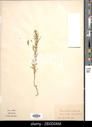 Iva axillaris Pursh Stock Photo - Alamy