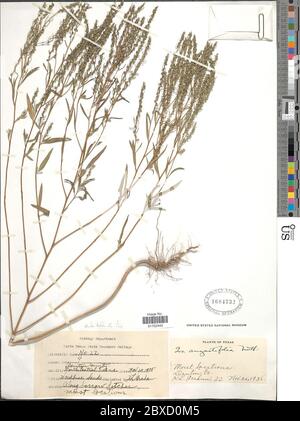 Iva angustifolia Nutt Iva angustifolia Nutt Stock Photo - Alamy