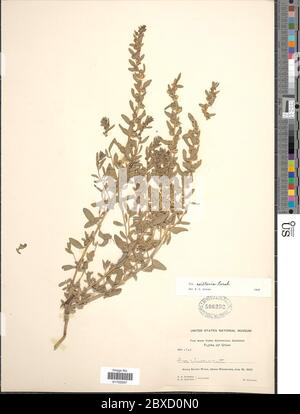 Iva axillaris Pursh Stock Photo - Alamy