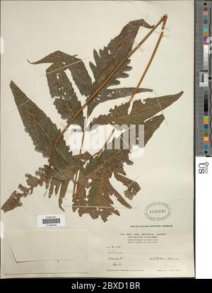 Tectaria sp Tectaria sp Stock Photo - Alamy