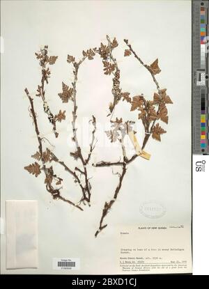 Davallia sp Davallia sp Stock Photo - Alamy