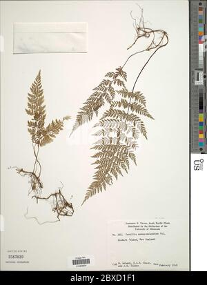 Davallia sp Davallia sp Stock Photo - Alamy