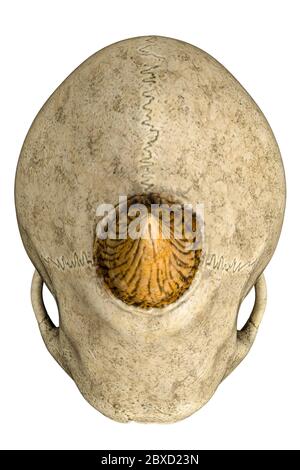 Monster illustration. Cyclops and human anatomy comparison. Fantasy ...