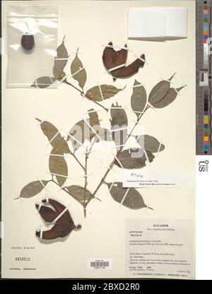 Plinia sp Plinia sp Stock Photo - Alamy