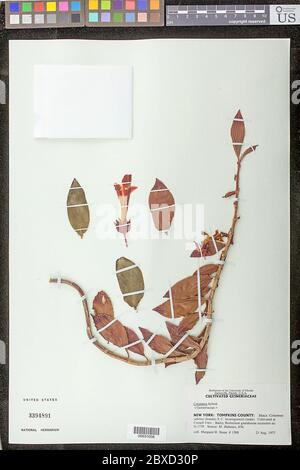 Columnea x hybrid Columnea x hybrid Stock Photo - Alamy