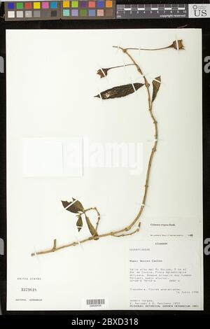 Columnea strigosa Benth Stock Photo - Alamy