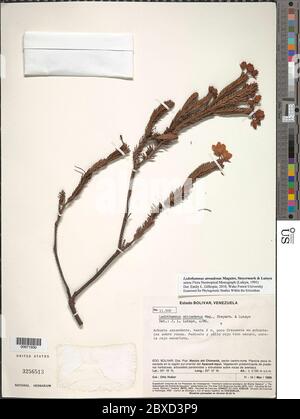 Ledothamnus atroadenus Maguire et al Ledothamnus atroadenus Maguire et ...