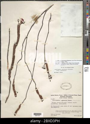 Ledothamnus guyanensis Meisn subsp guyanensis Ledothamnus guyanensis ...