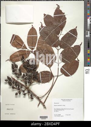 Bursera simaruba L Sarg Bursera simaruba L Sarg Stock Photo - Alamy