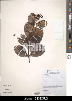 Antonia ovata Pohl Antonia ovata Pohl Stock Photo - Alamy