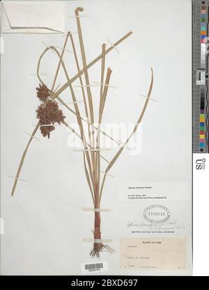 Cyperus brunneus Sw Cyperus brunneus Sw Stock Photo - Alamy