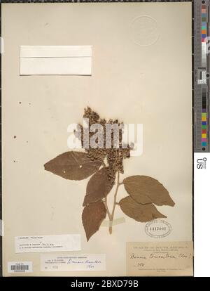 Banara tomentosa Banara tomentosa Stock Photo - Alamy