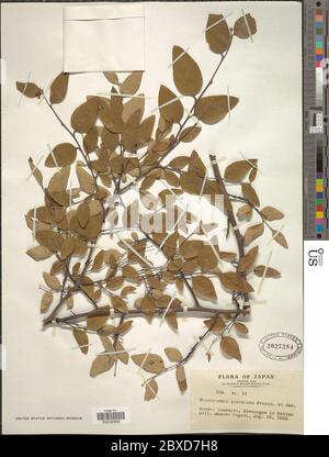 Wikstroemia sikokiana Franch Sav Stock Photo - Alamy