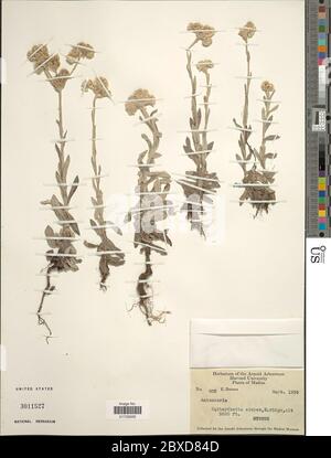 Antennaria sp Antennaria sp Stock Photo - Alamy