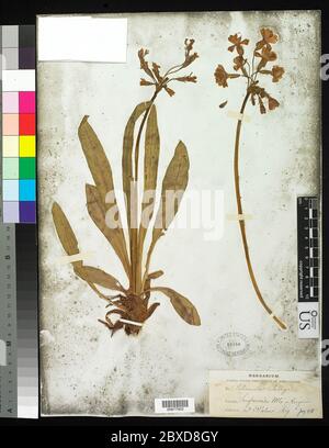 Parry's Primrose (Primula parryi) flowering, besid stream in montane ...