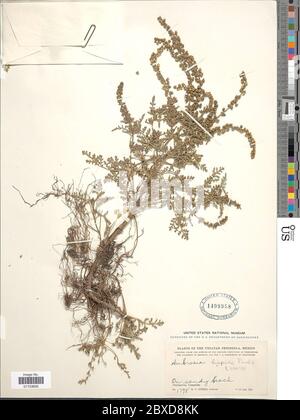 Ambrosia hispida Pursh Ambrosia hispida Pursh Stock Photo - Alamy