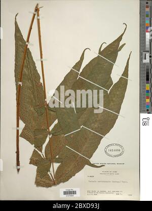 Tectaria incisa Cav Tectaria incisa Cav Stock Photo - Alamy