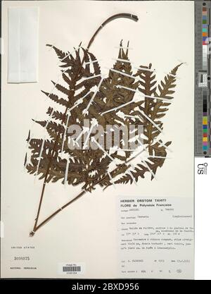Tectaria sp Tectaria sp Stock Photo - Alamy