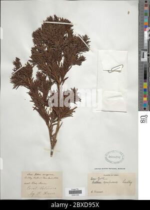 Saxegothaea conspicua is a species of evergreen conifer native to the ...