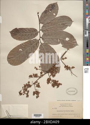 Machaerium floribundum Machaerium floribundum Stock Photo - Alamy