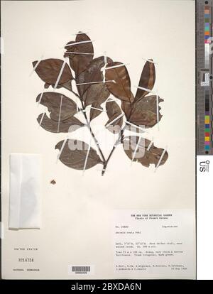 Antonia ovata Pohl Antonia ovata Pohl Stock Photo - Alamy