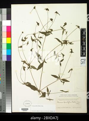 Crusea parviflora Hook Arn Crusea parviflora Hook Arn Stock Photo - Alamy