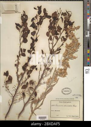 Casearia decandra Jacq Casearia decandra Jacq Stock Photo - Alamy