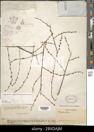 Casearia zizyphoides Kunth Stock Photo - Alamy