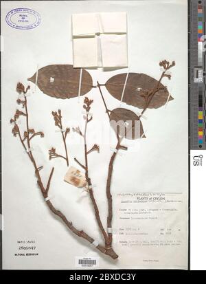 Canarium zeylanicum Canarium zeylanicum Stock Photo - Alamy