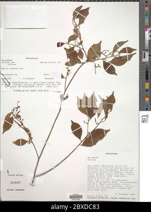 Turraea sp Turraea sp Stock Photo - Alamy