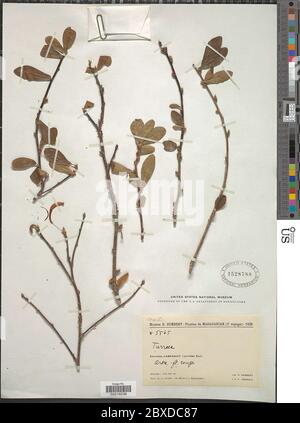 Turraea sp Turraea sp Stock Photo - Alamy