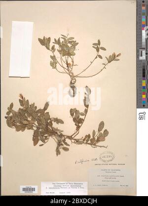 Polygala californica Nutt Polygala californica Nutt Stock Photo - Alamy