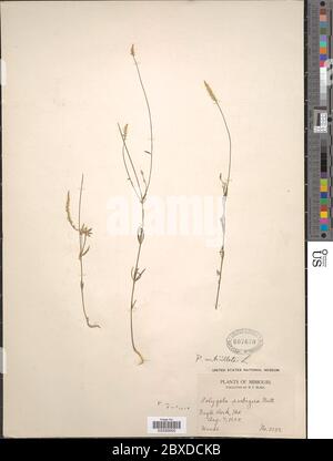 Polygala ambigua Nutt Polygala ambigua Nutt Stock Photo - Alamy