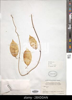 Marsdenia sp Marsdenia sp Stock Photo - Alamy