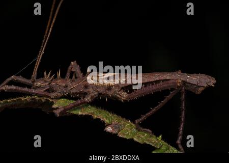 Nature jungle view of very huge stick insect or Borneo Island ...