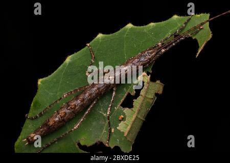 Nature jungle view of very huge stick insect or Borneo Island ...