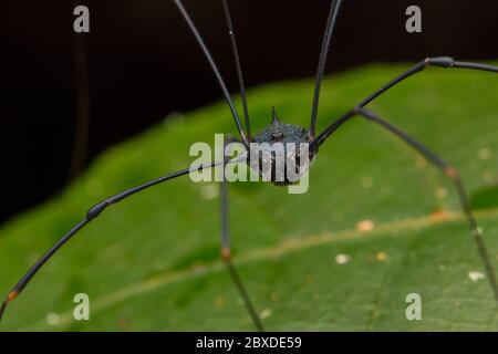 Nature scene of night predator Harvestmen Spider at Borneo Island ...