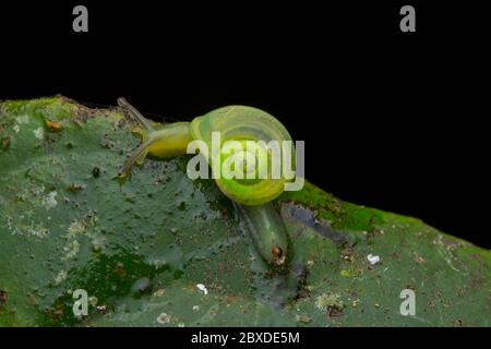 Green Snail , Close-Up Green Snail , Sinistral Snail, Borneo Stock ...