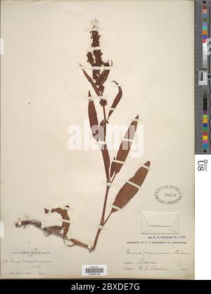 Rumex mexicanus Meisn Rumex mexicanus Meisn Stock Photo - Alamy
