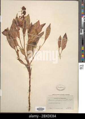 Rumex venosus Pursh Rumex venosus Pursh Stock Photo - Alamy
