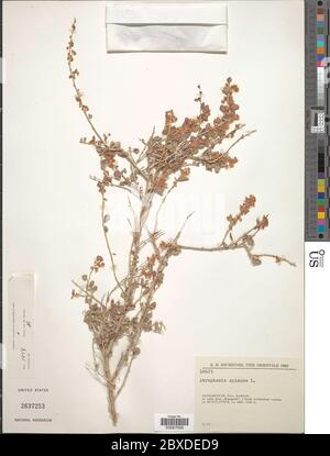 Atraphaxis spinosa L Atraphaxis spinosa L Stock Photo - Alamy