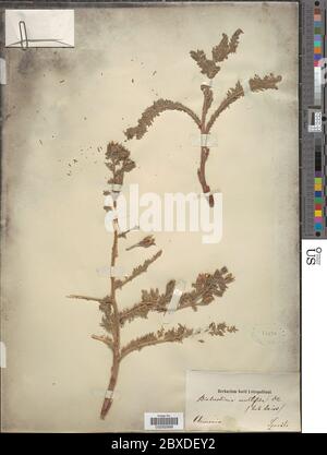 Biebersteinia multifida DC Biebersteinia multifida DC Stock Photo - Alamy