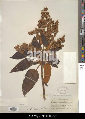 Buddleja cordata Kunth Buddleja cordata Kunth Stock Photo - Alamy