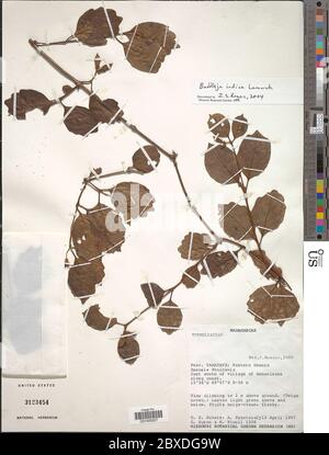 Buddleja indica Lam Buddleja indica Lam Stock Photo - Alamy