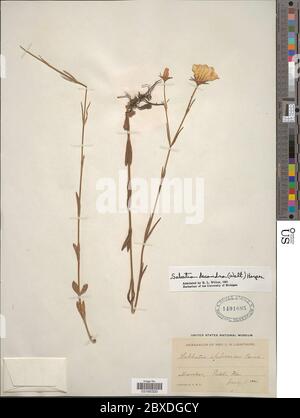 Sabatia decandra Walter Sabatia decandra Walter Stock Photo - Alamy