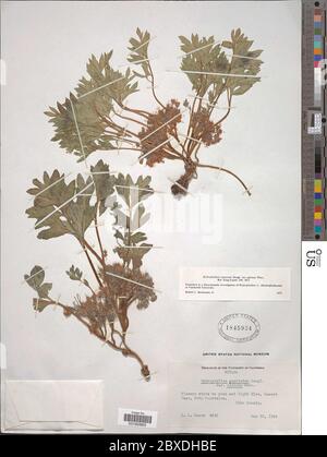 Hydrophyllum capitatum var alpinum S Watson in C King Stock Photo - Alamy