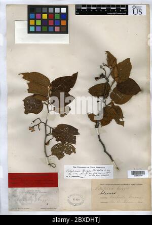 Colubrina greggii S Watson Colubrina greggii S Watson Stock Photo - Alamy