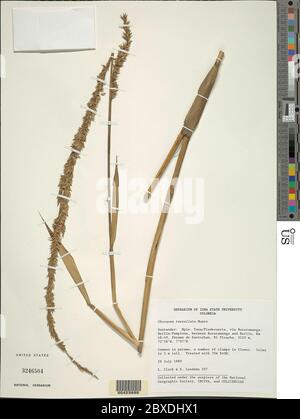 Chusquea tessellata Munro Chusquea tessellata Munro Stock Photo - Alamy