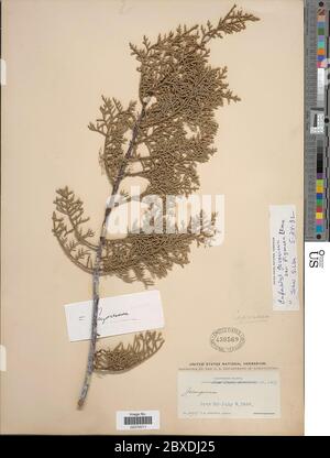 Cupressus sp Cupressus sp Stock Photo - Alamy