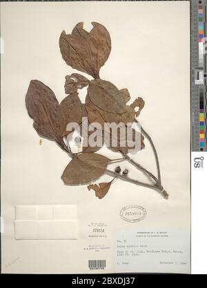 Bobea elatior Gaudich Bobea elatior Gaudich Stock Photo - Alamy
